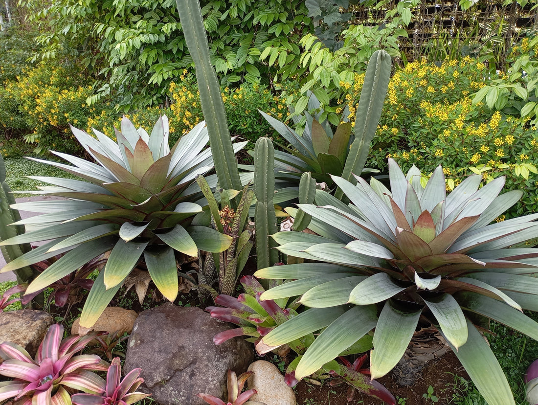 Alcantarea Silver Plum Bromeliad: The Ultimate Statement Plant – The Plant Hub
