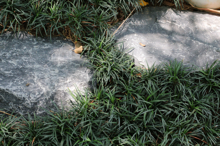 Best Plants for Between Pavers in Australia – The Plant Hub