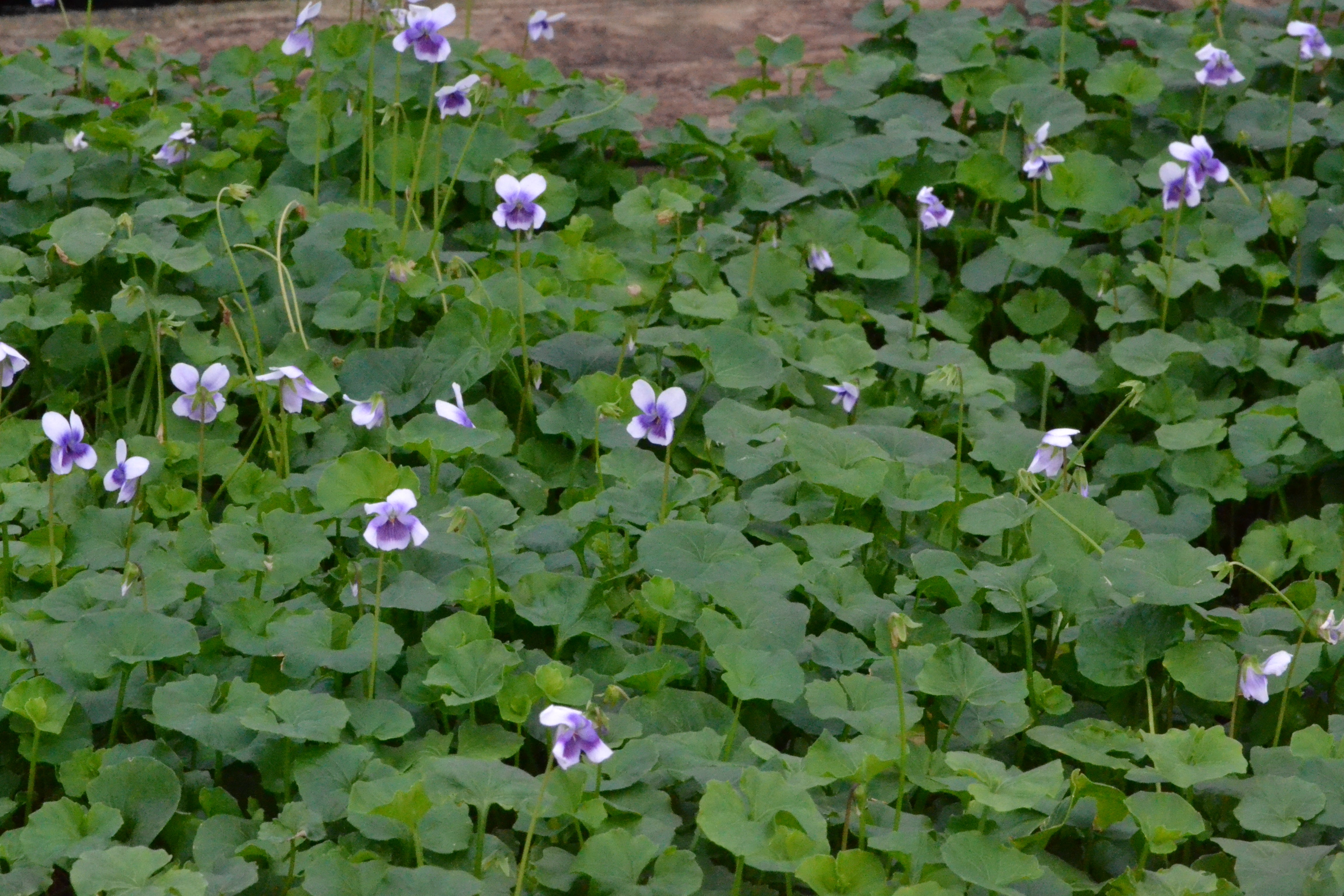 Australian Native Groundcovers – The Plant Hub