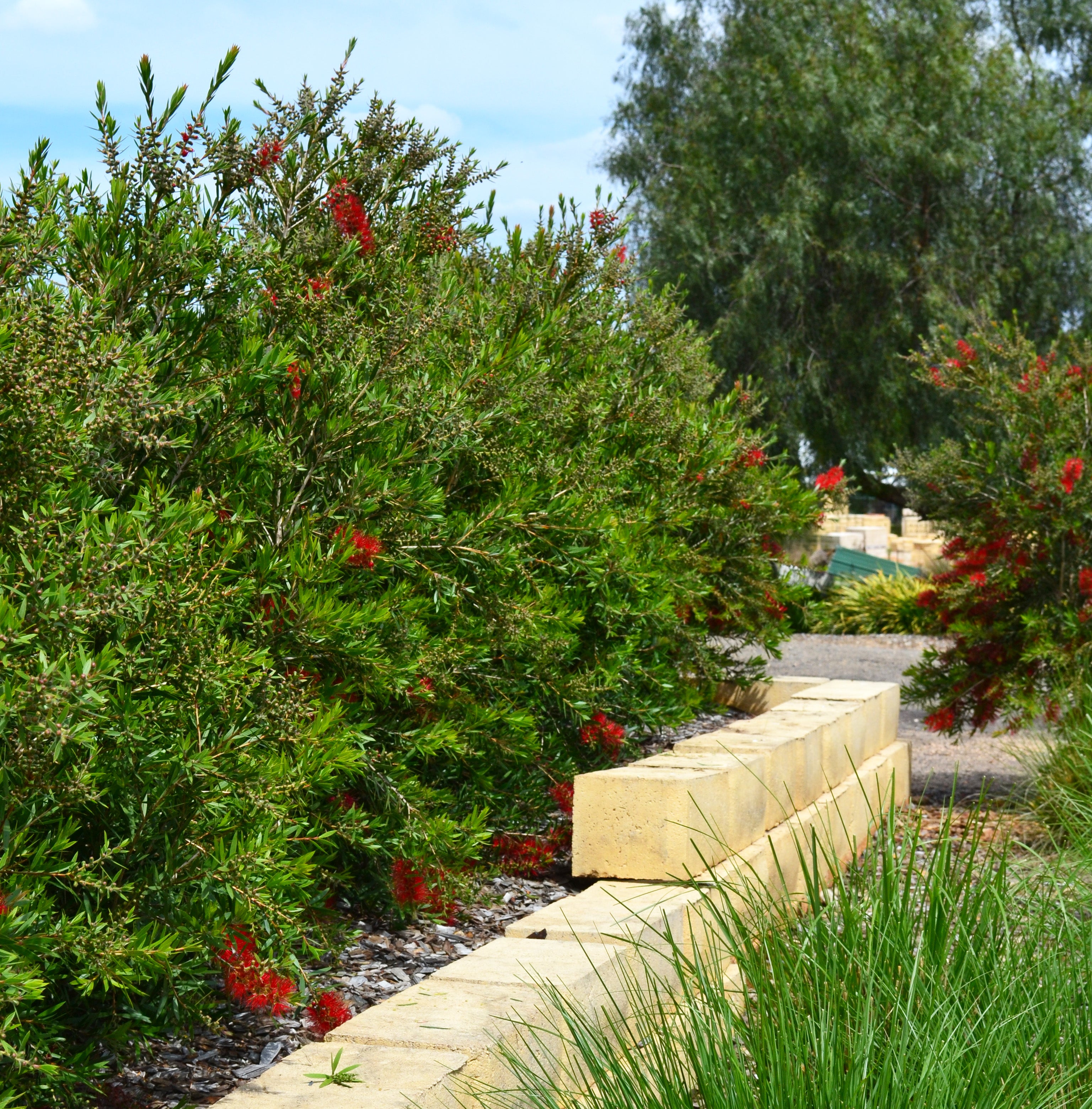 Australian Native Hedge Plants – The Plant Hub