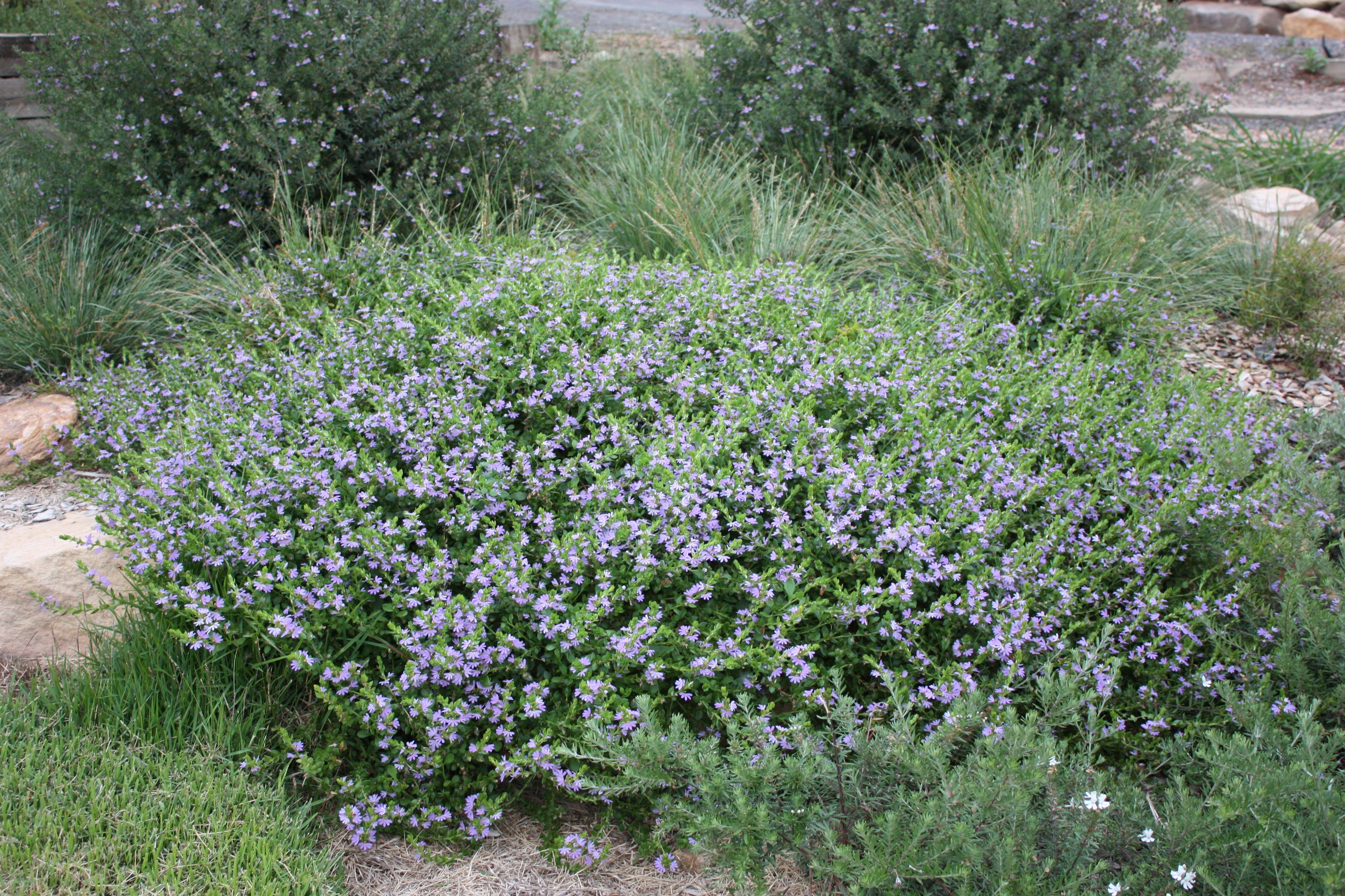 PURPLE FUSION ™ SCAEVOLA – The Plant Hub