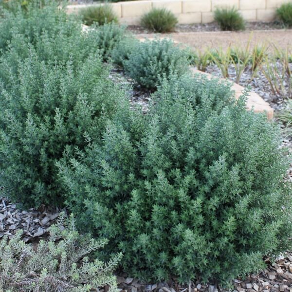 OZBREED AUSSIE BOX ® – The Plant Hub