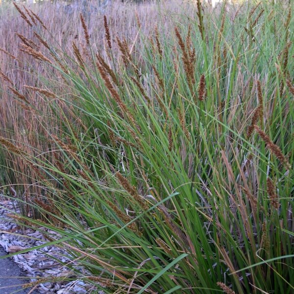 Hardy Australian Native and Ornamental Grasses, Strap Leaf Plants ...