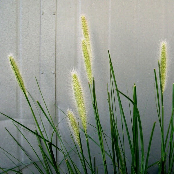 CREAM LEA ™ – The Plant Hub