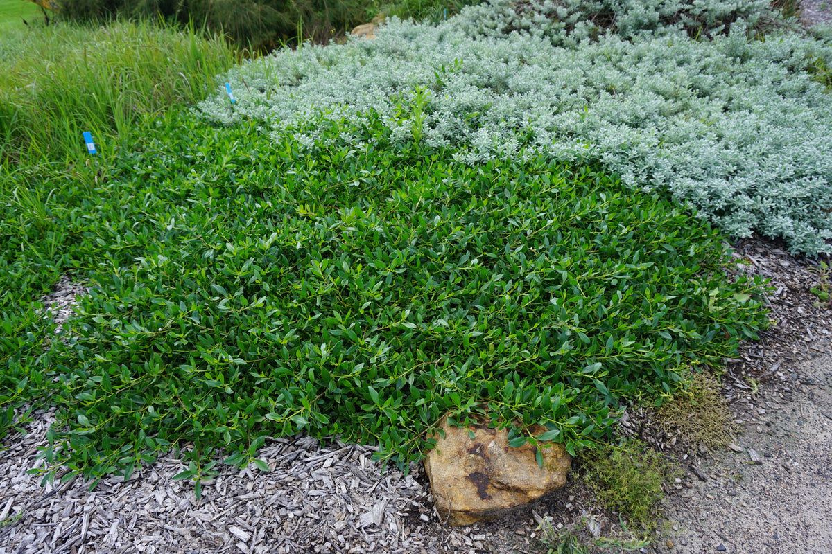 GROUND HUG™ MYOPORUM INSULARE 'MYIN01' PBR Intended – The Plant Hub