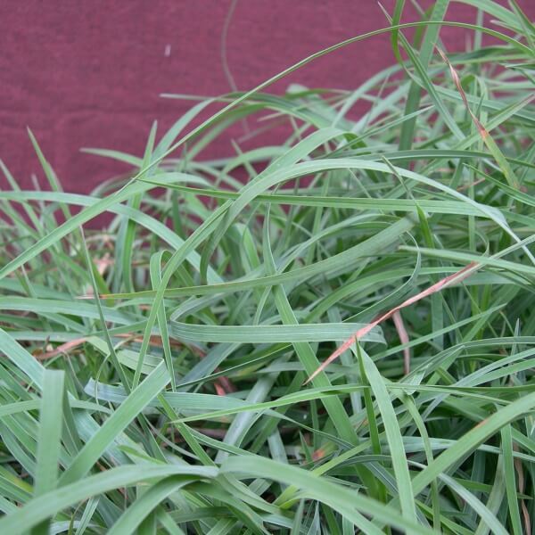 THEMEDA MINGO – The Plant Hub