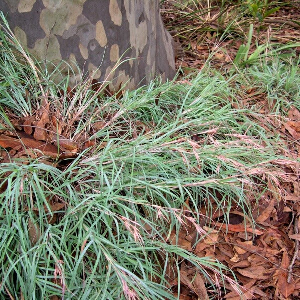 MINGO – The Plant Hub