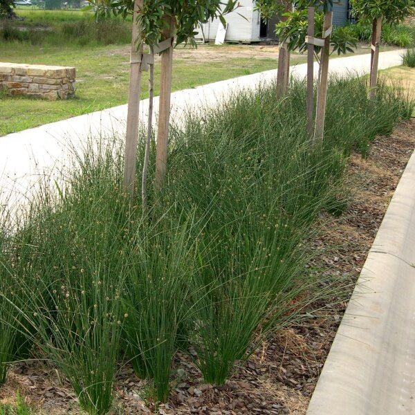 KNOBBY CLUB RUSH – The Plant Hub