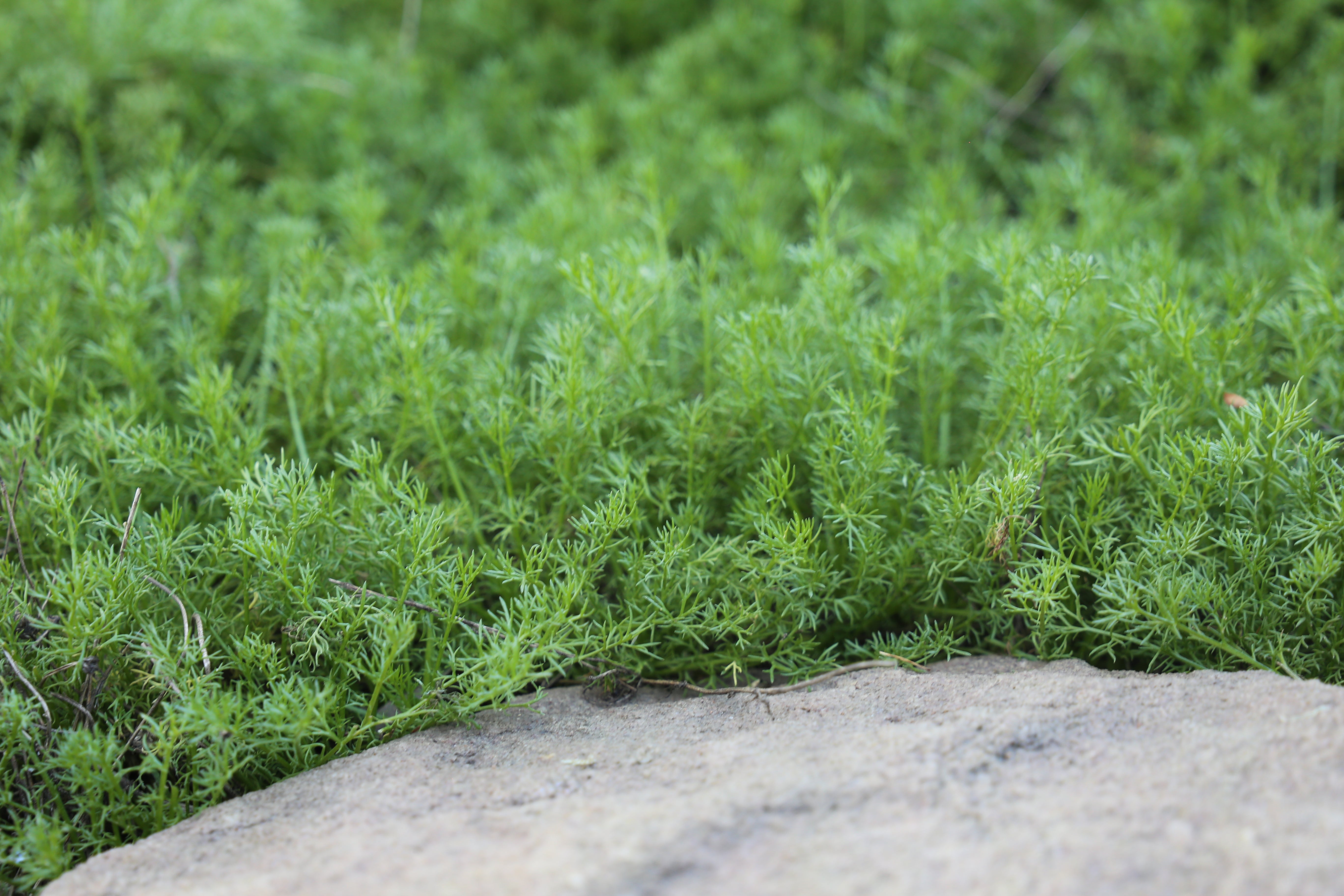 The Plant Hub | The easiest way to buy plants and grasses online