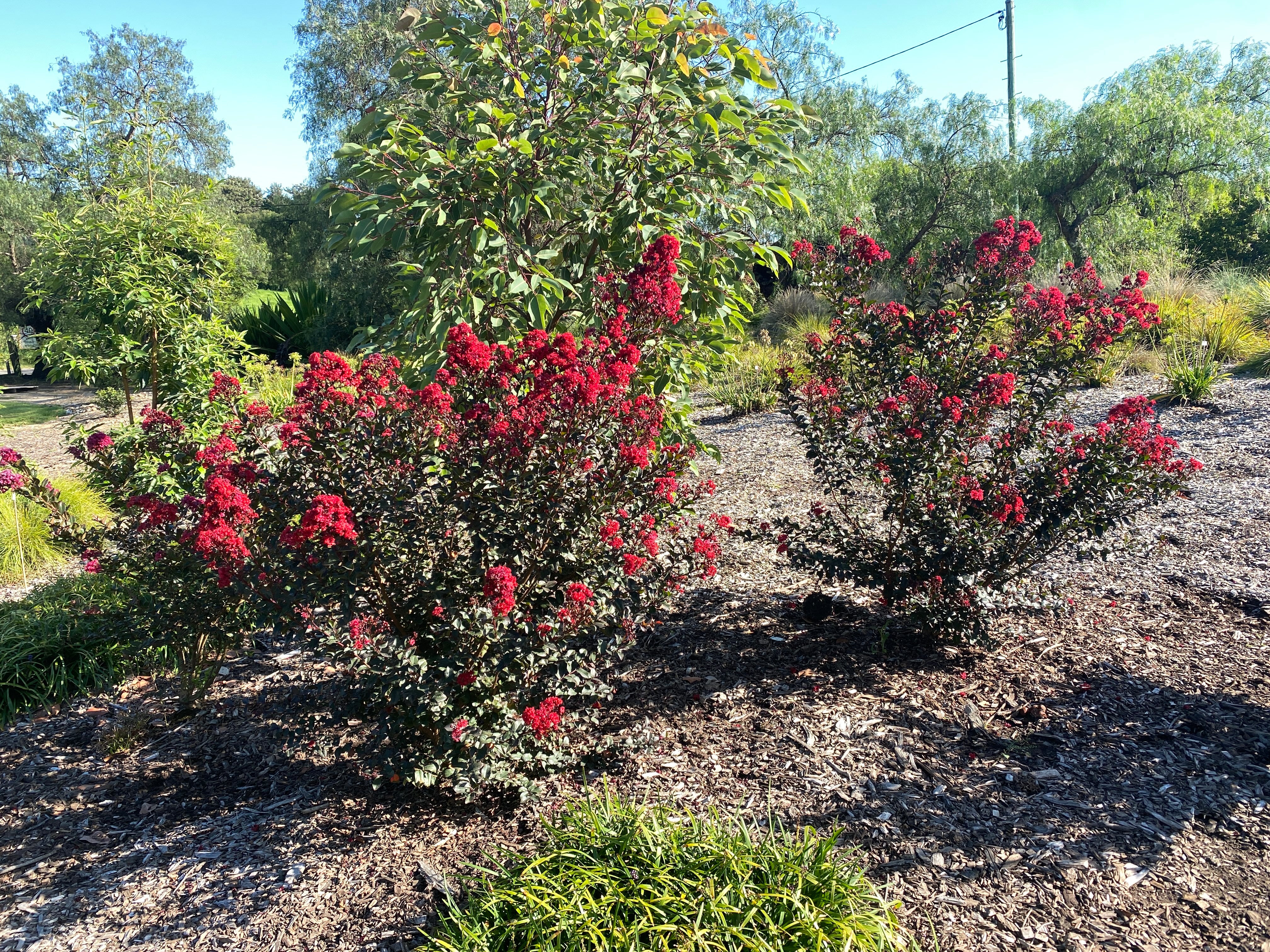 Dark Red Crape Myrtle Trees Black Diamond Best Red Crape Myrtles For