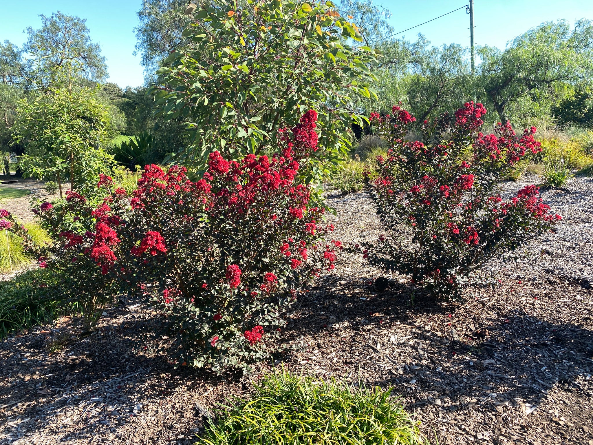 LAGERSTROEMIA GRANDE RED™ - CREPE MYRTLE – The Plant Hub