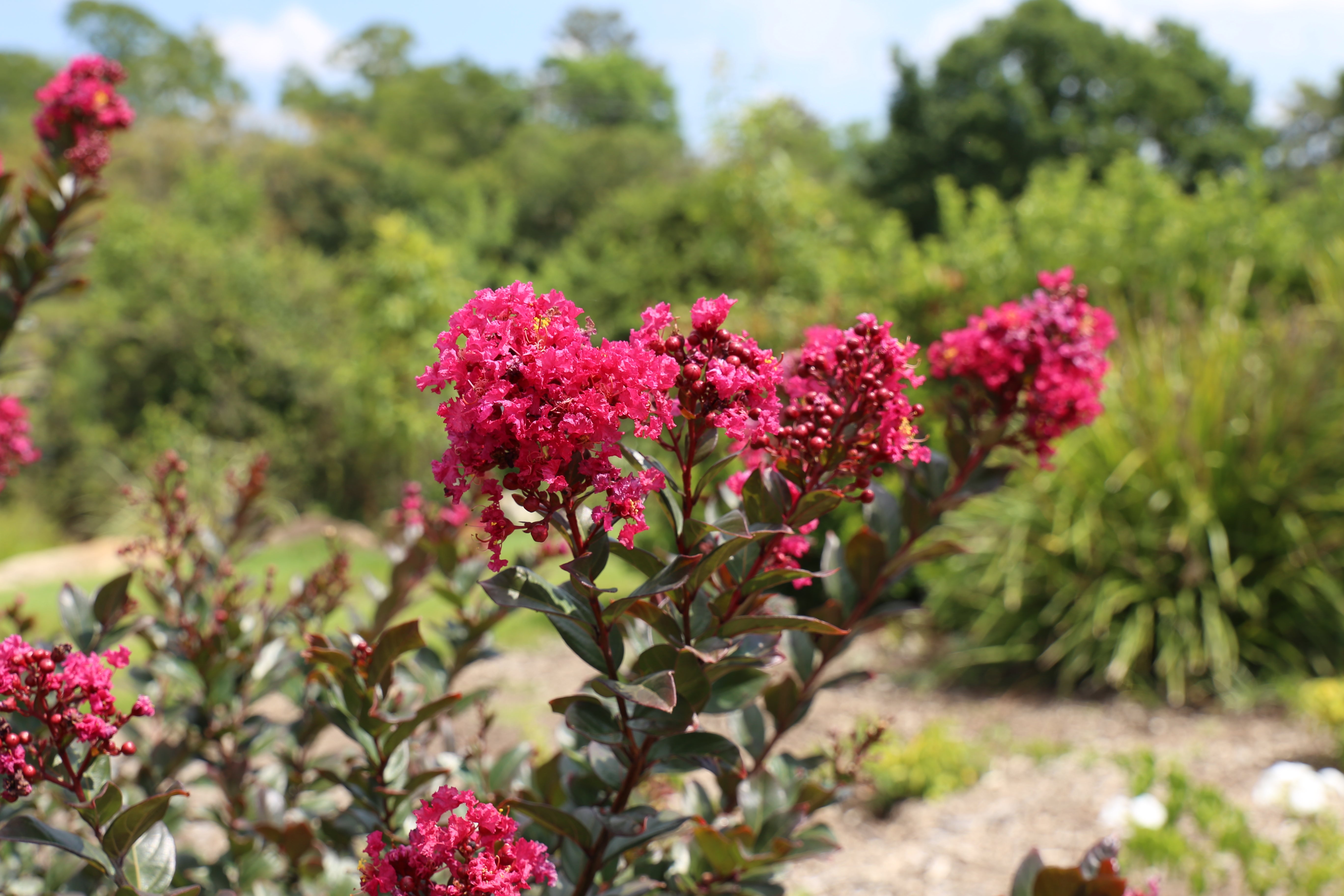 LAGERSTROEMIA CANOPY - CREPE MYRTLE – The Plant Hub