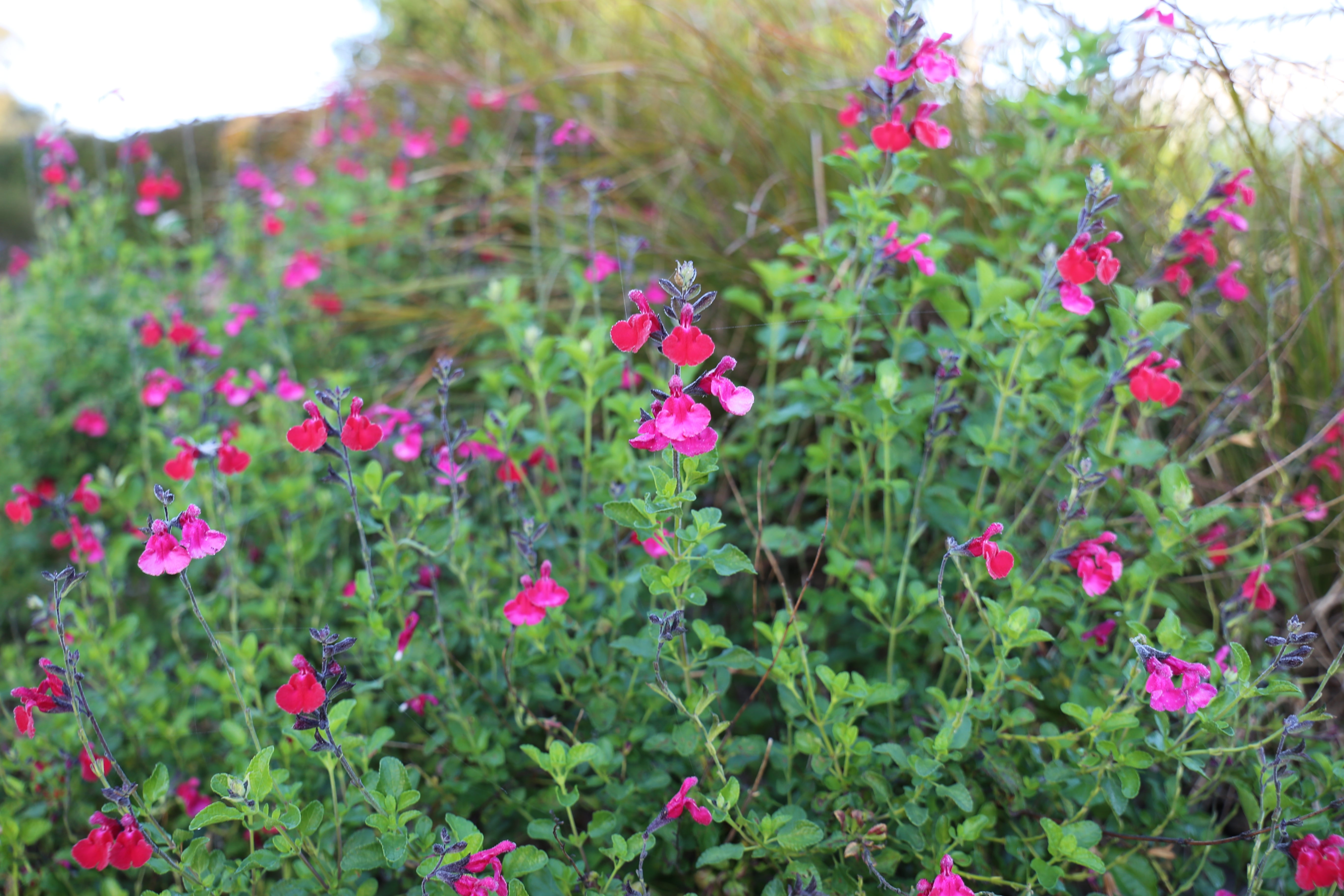Salvia Intense™ – The Plant Hub