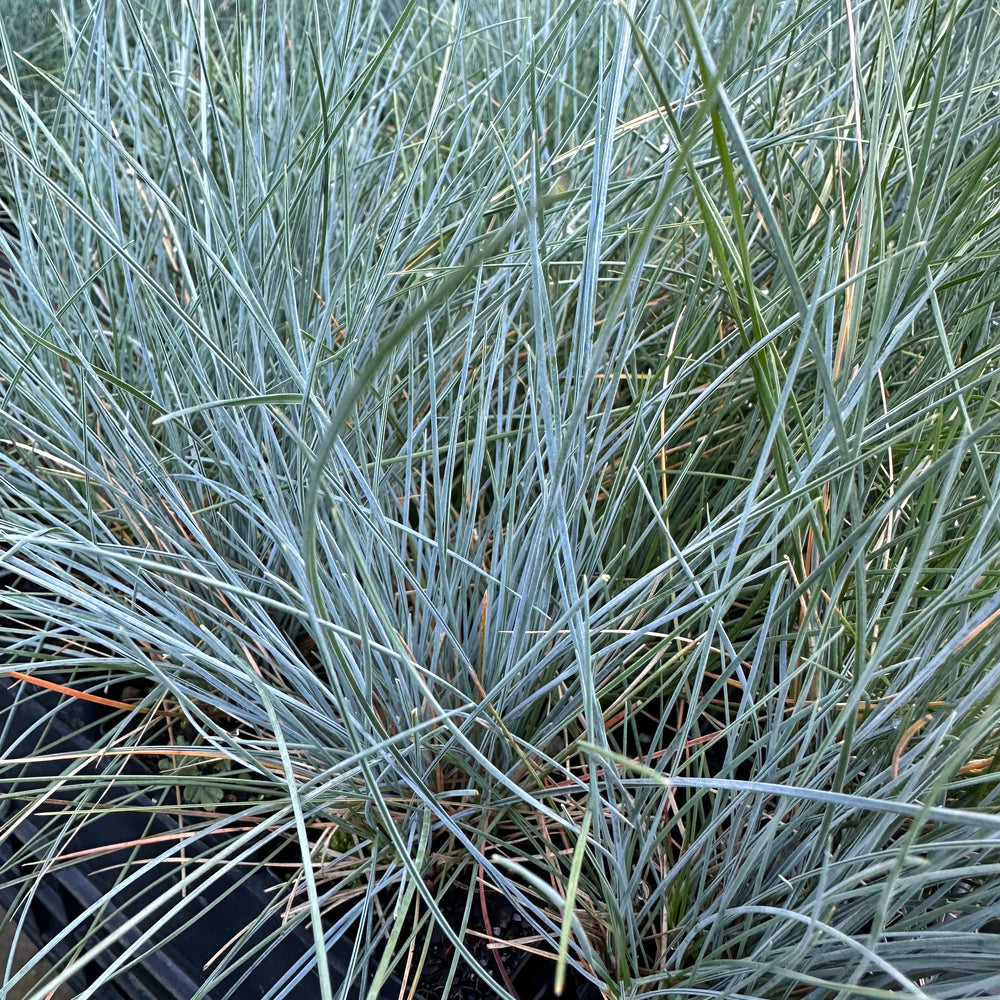 Festuca Glauca Blue Fescue Grass The Plant Hub