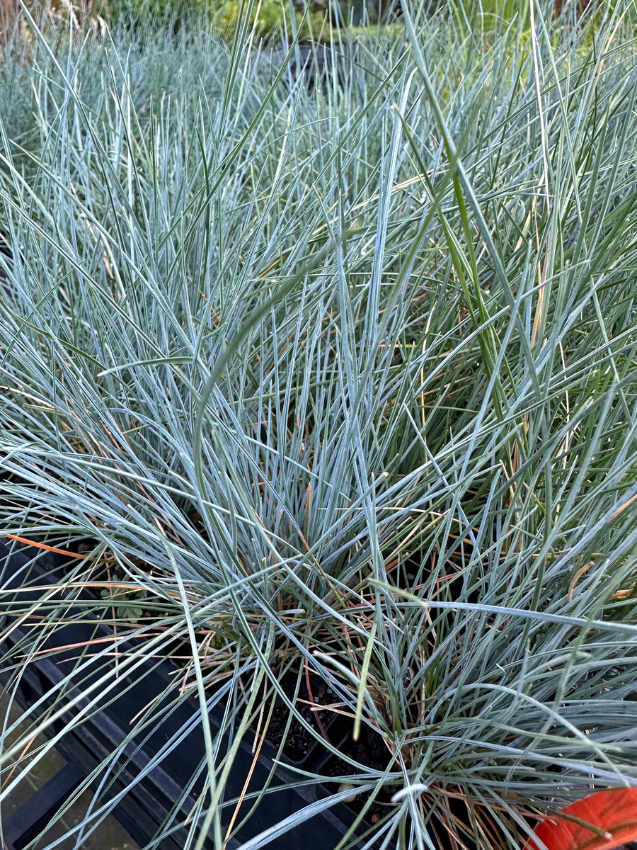 FESTUCA GLAUCA - BLUE FESCUE GRASS – The Plant Hub