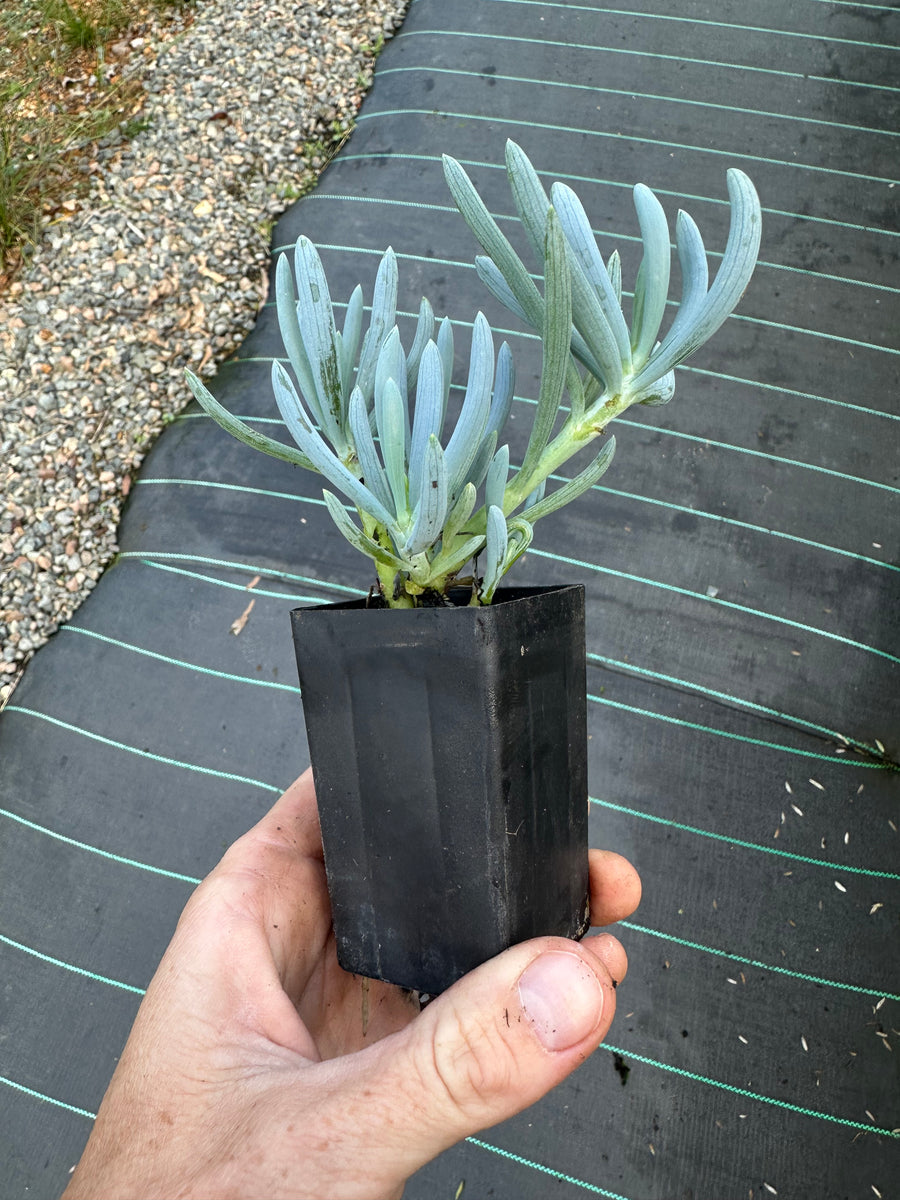SENECIO BLUE CHALK STICKS DWARF – The Plant Hub