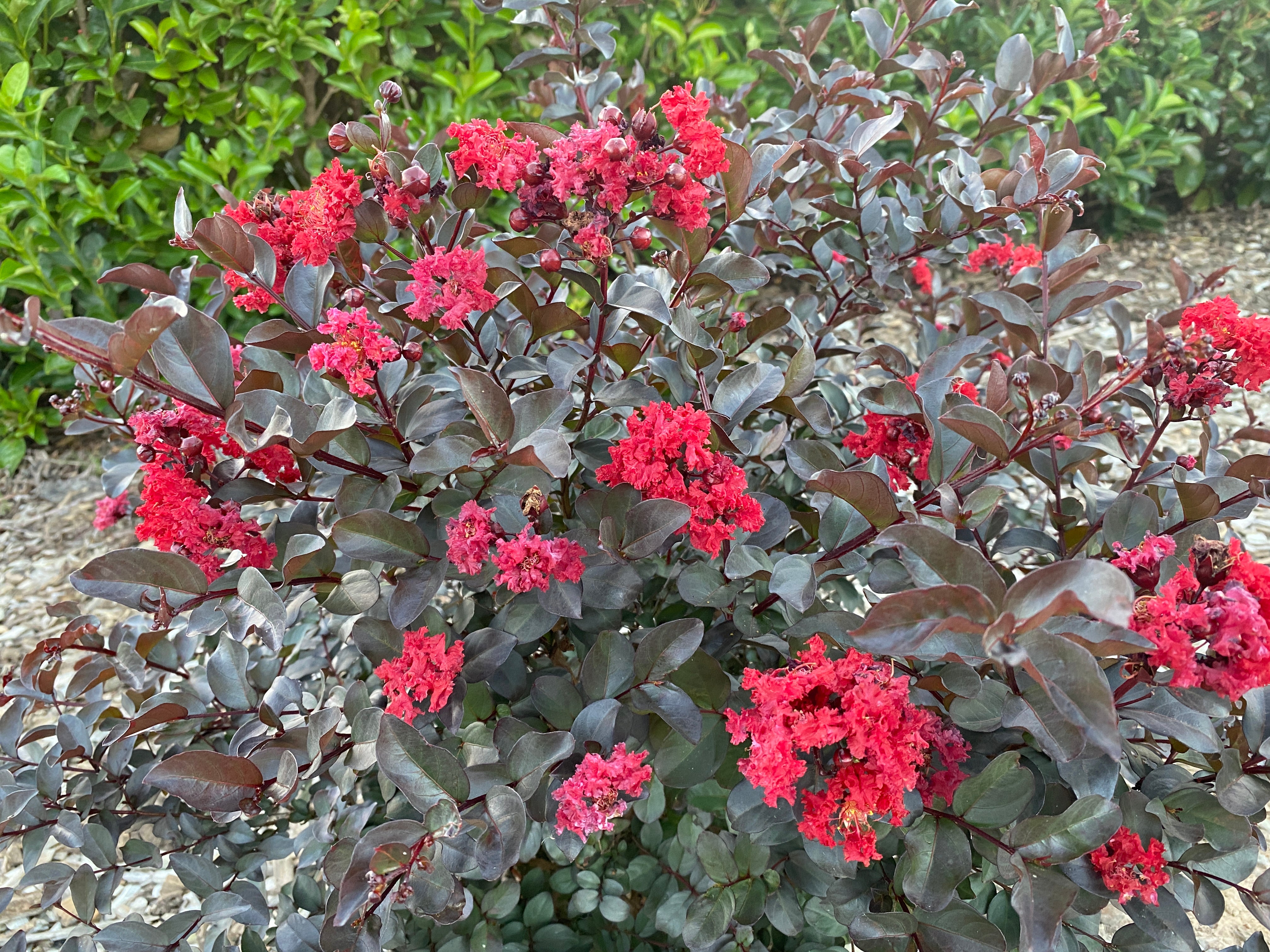 LAGERSTROEMIA GRANDE RED™ - CREPE MYRTLE – The Plant Hub