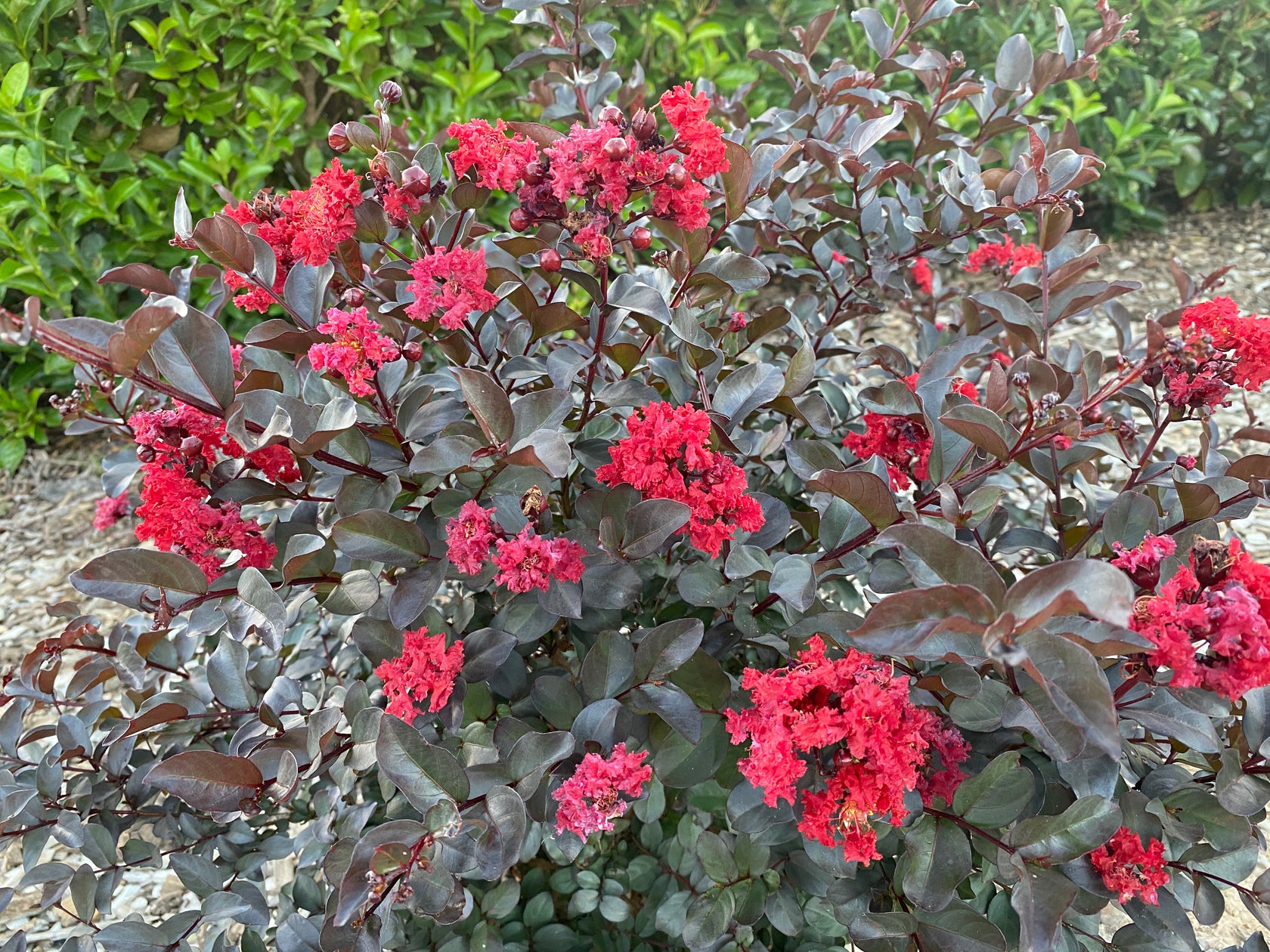 LAGERSTROEMIA GRANDE RED™ - CREPE MYRTLE – The Plant Hub