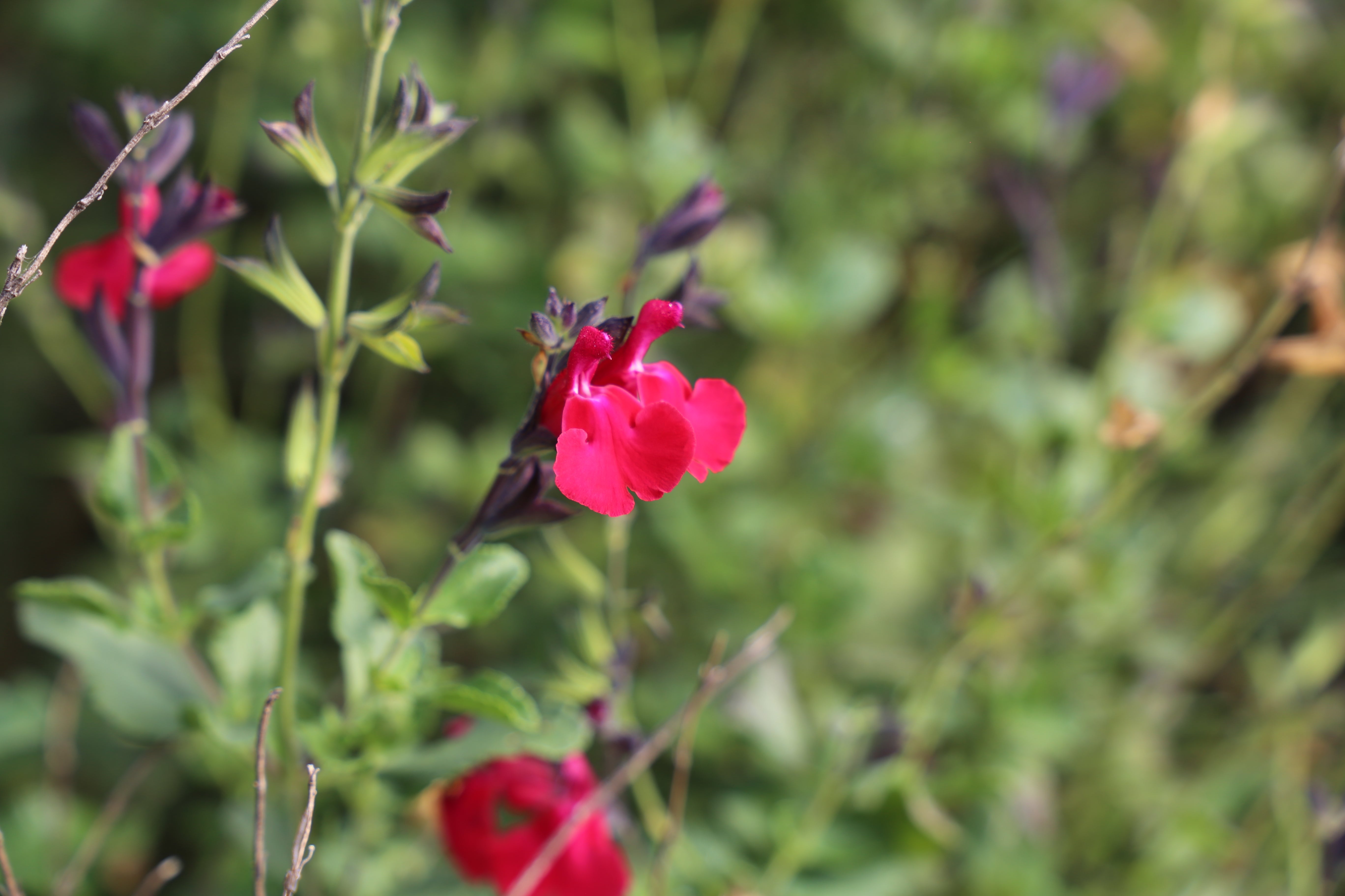 Salvia Intense™ – The Plant Hub