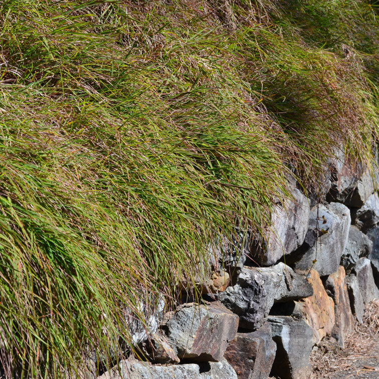 KANGAROO GRASS – The Plant Hub
