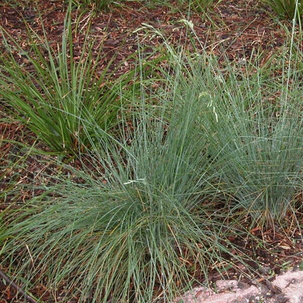 The Plant Hub | The easiest way to buy plants and grasses online