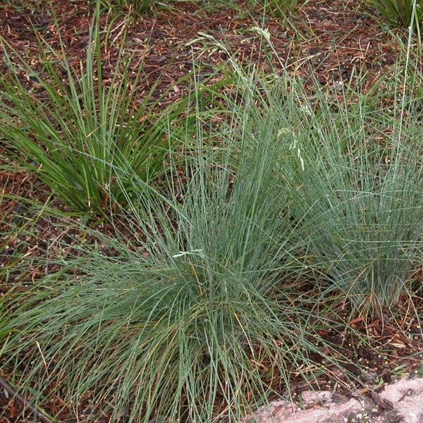 The Plant Hub | The easiest way to buy plants and grasses online