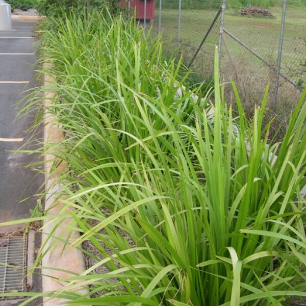 SLENDER MAT RUSH – The Plant Hub