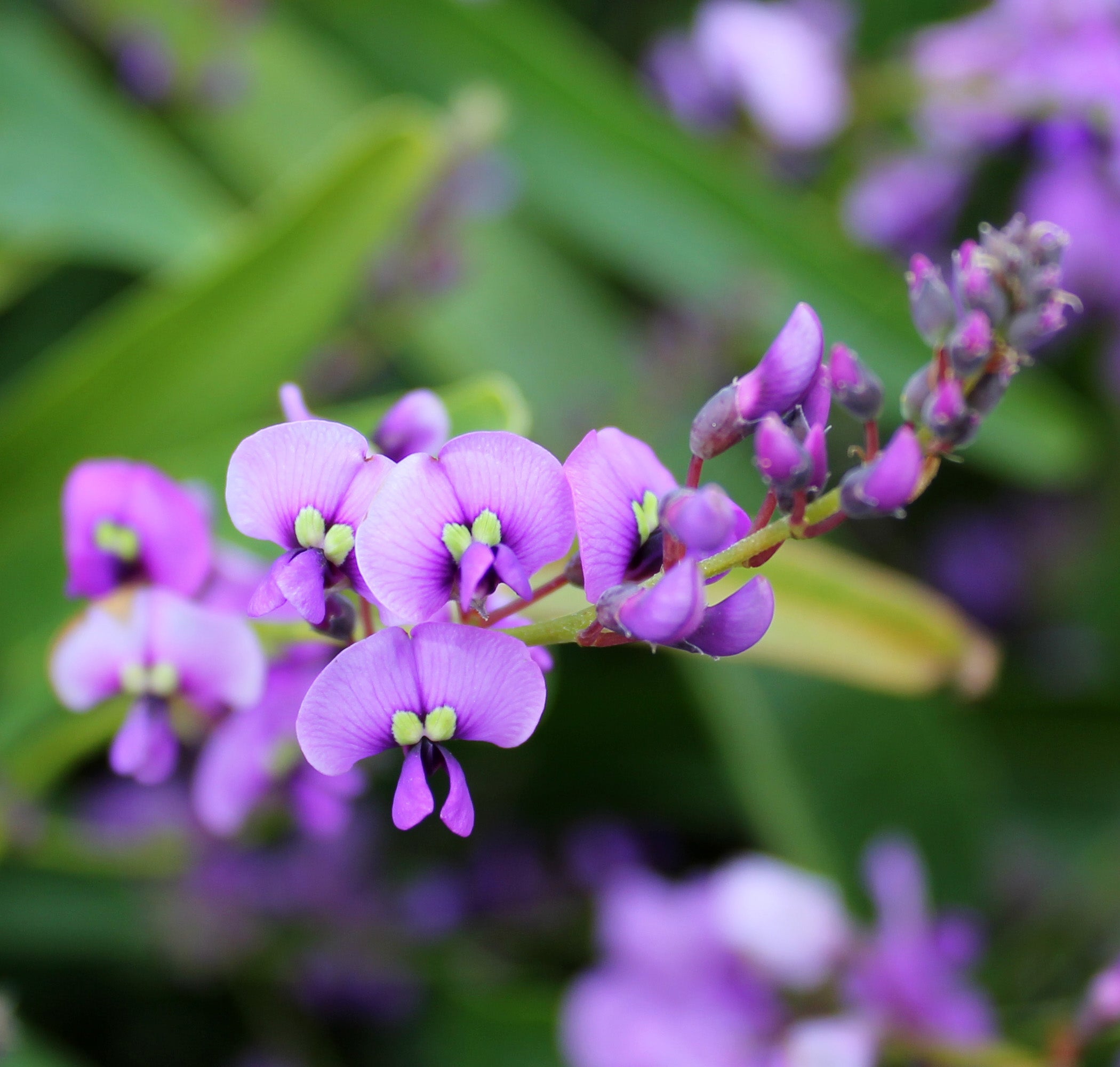 HARDENBERGIA MEEMA™ – The Plant Hub