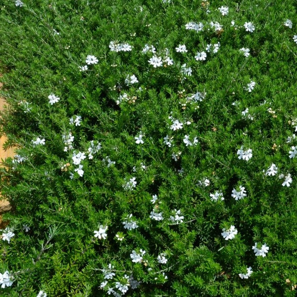 WESTRINGIA MUNDI™ – The Plant Hub