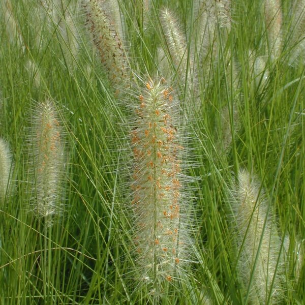 CENCHRUS NAFRAY® – The Plant Hub