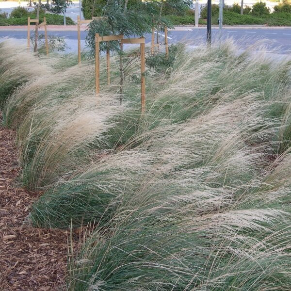 POA `ESKDALE` – The Plant Hub