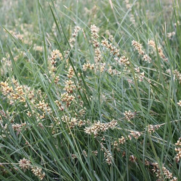 SHARA ™ – The Plant Hub