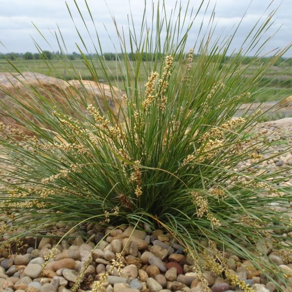 Hardy Australian Native and Ornamental Grasses, Strap Leaf Plants ...