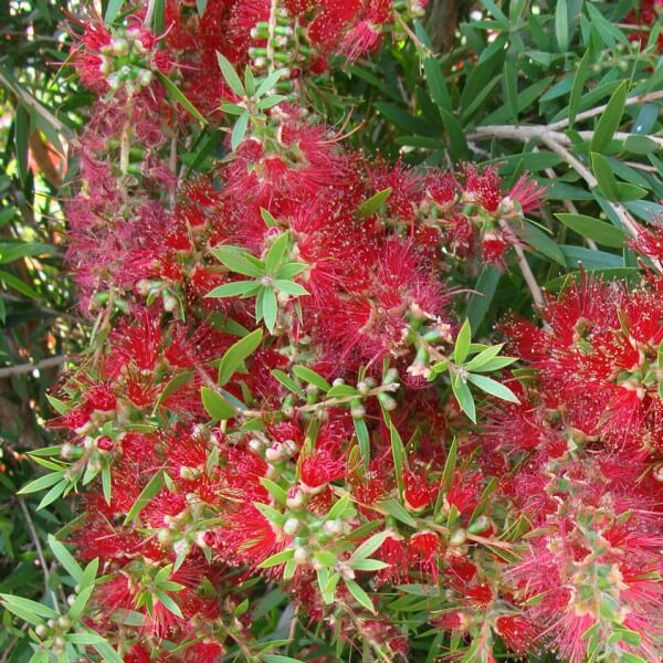SLIM ™ CALLISTEMON – The Plant Hub