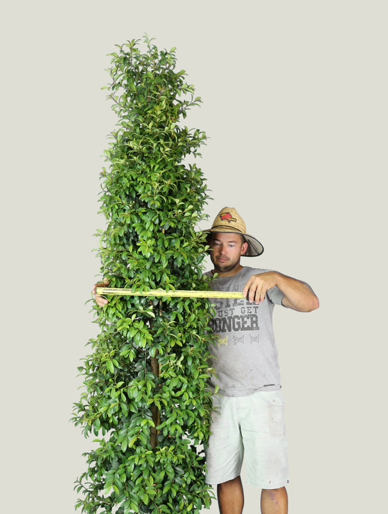 SYZYGIUM 'STRAIGHT AND NARROW - LILLY PILLY – The Plant Hub