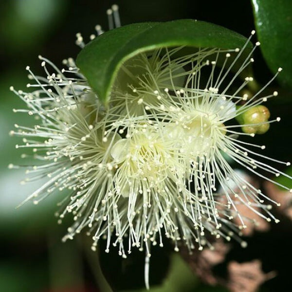 LILLY PILLY 'SELECT' - SYZYGIUM SELECT – The Plant Hub
