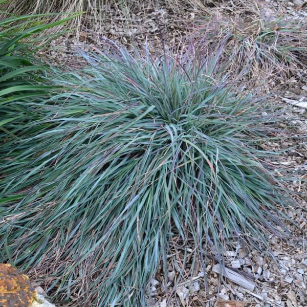 MINGO – The Plant Hub