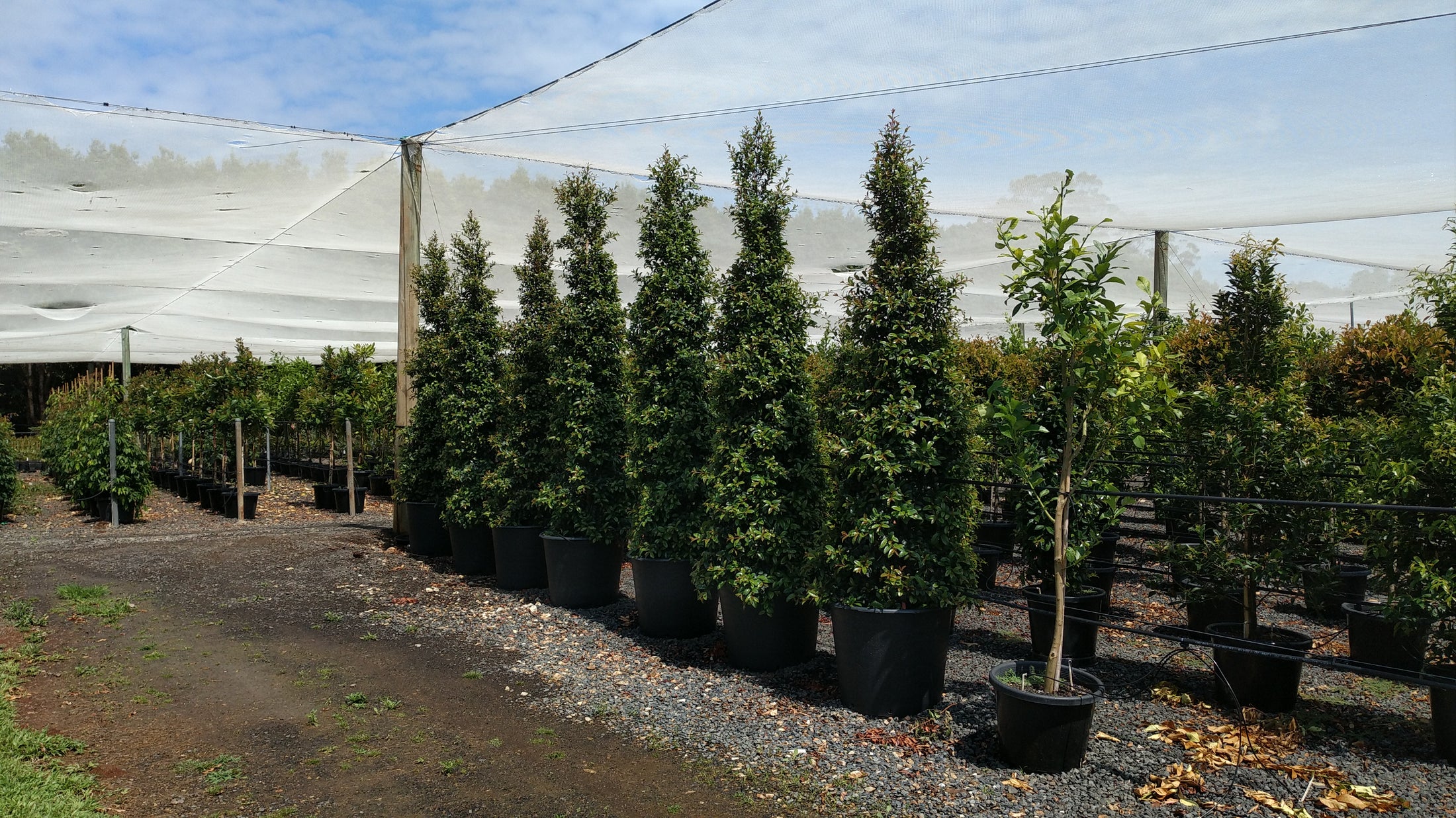 SYZYGIUM 'STRAIGHT AND NARROW™ - LILLY PILLY – The Plant Hub
