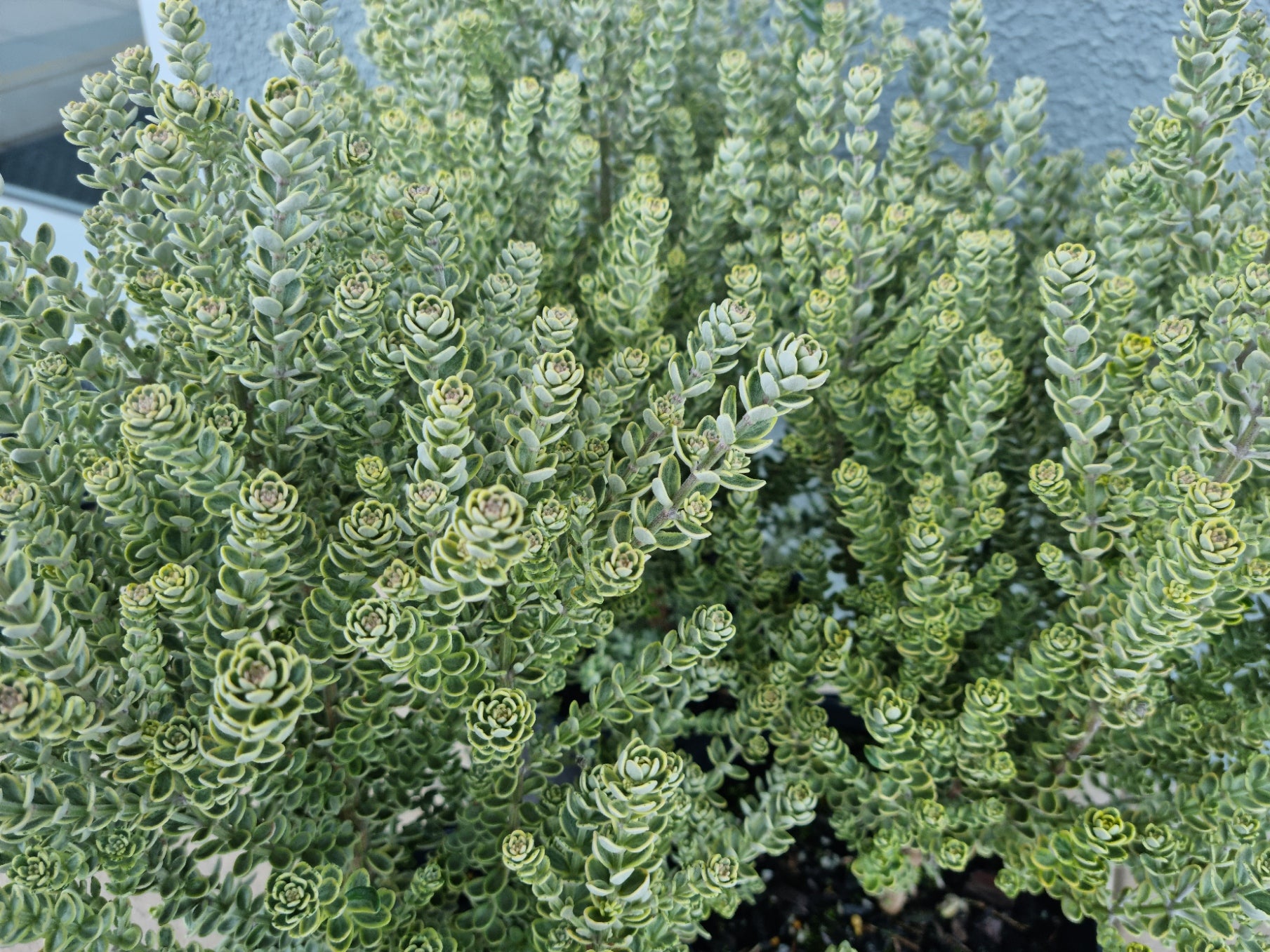 GOLDIE BOX™ WESTRINGIA PBR – The Plant Hub