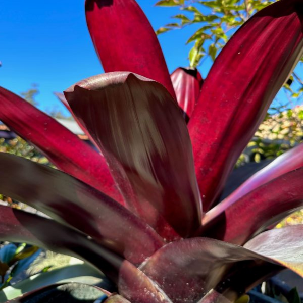 SILVER PLUM – The Plant Hub