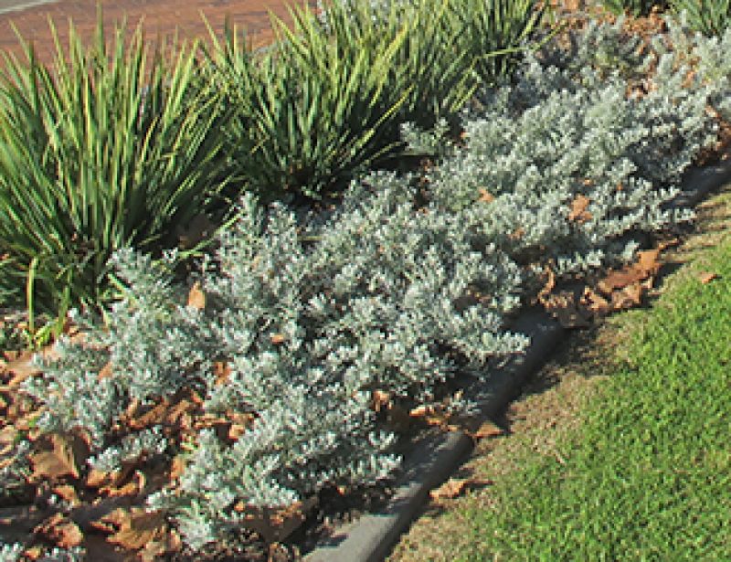 BLUE HORIZON – The Plant Hub