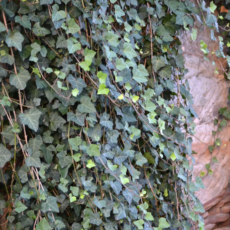 HEDERA CANARIENSIS CANARY ISLAND IVY – The Plant Hub