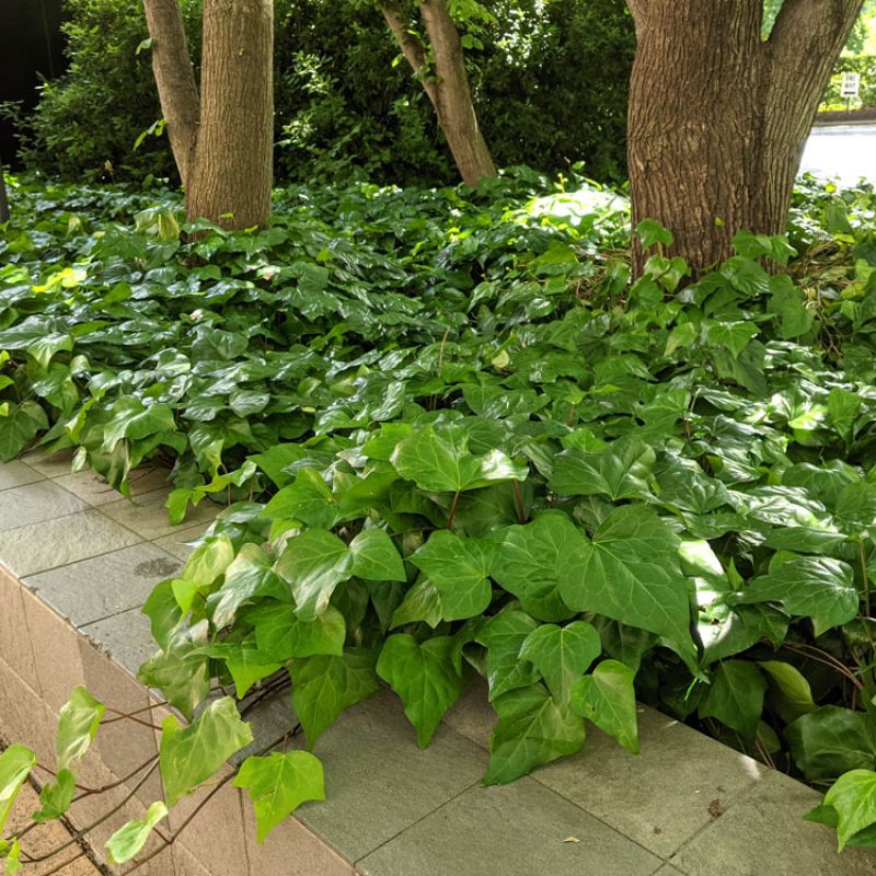 HEDERA CANARIENSIS CANARY ISLAND IVY – The Plant Hub