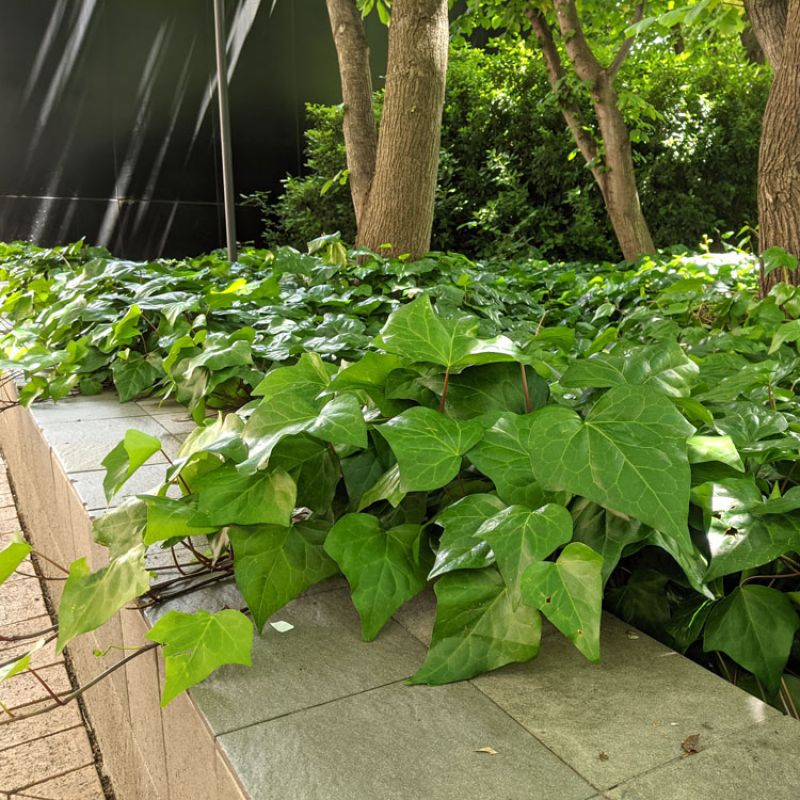 HEDERA CANARIENSIS CANARY ISLAND IVY – The Plant Hub