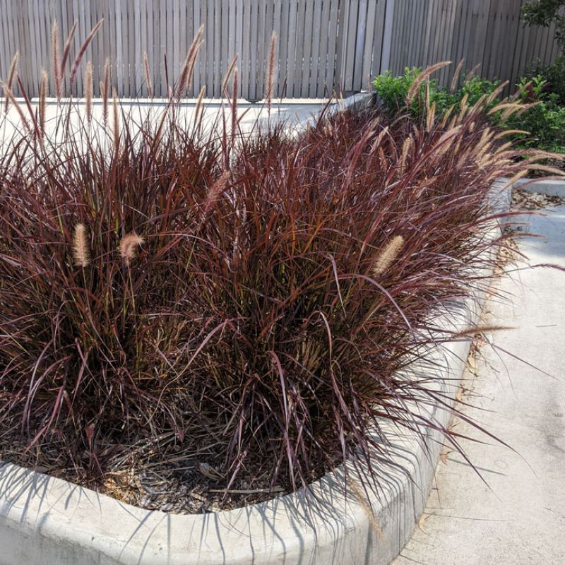 Dwarf Purple Fountain Grass 25 DWARF FOUNTAIN GRASS Pennisetum