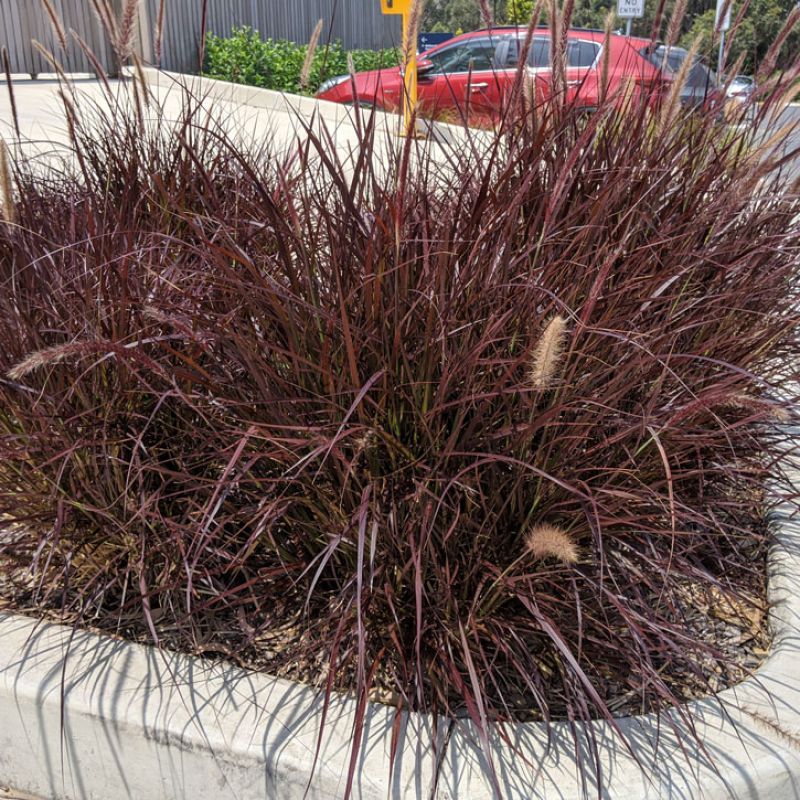 DWARF FOUNTAIN GRASS – The Plant Hub