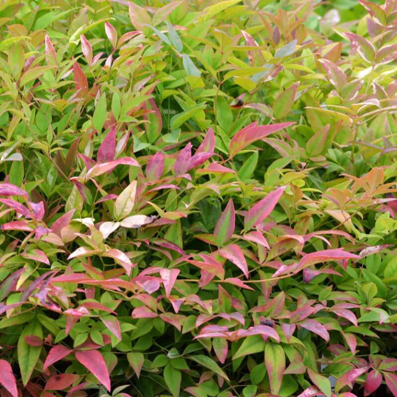 DWARF NANDINA – The Plant Hub