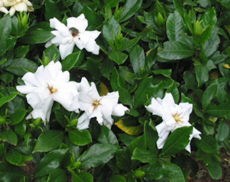 GARDENIA 'RADICAN' – The Plant Hub