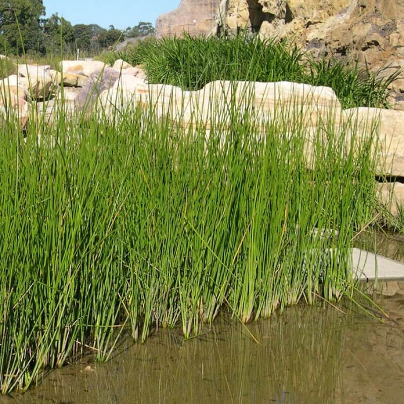 JOINTED TWIG RUSH – The Plant Hub