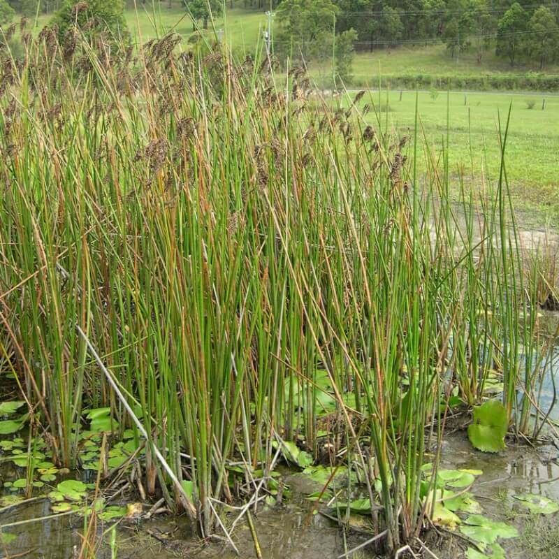 JOINTED TWIG RUSH - BAUMEA ARTICULATA – The Plant Hub